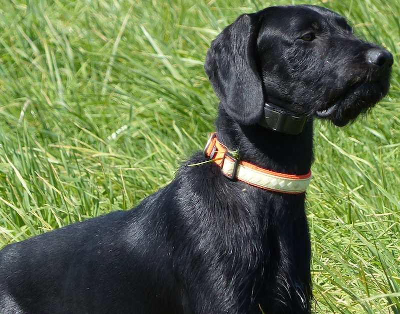 Pudelpointer Stud dog options - Stonesthrow Pudelpointers