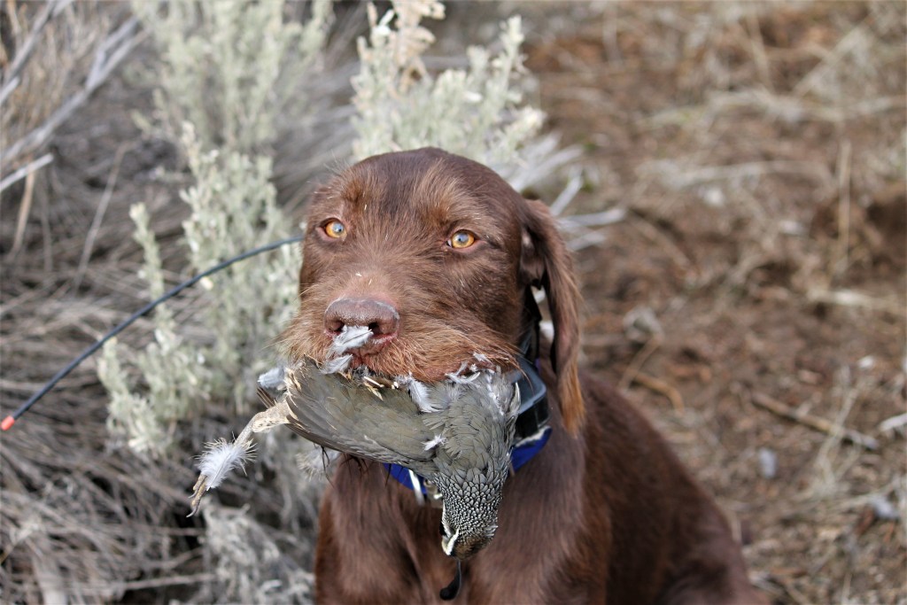 Hardtrigger's Ever Higher - Stonesthrow Pudelpointers