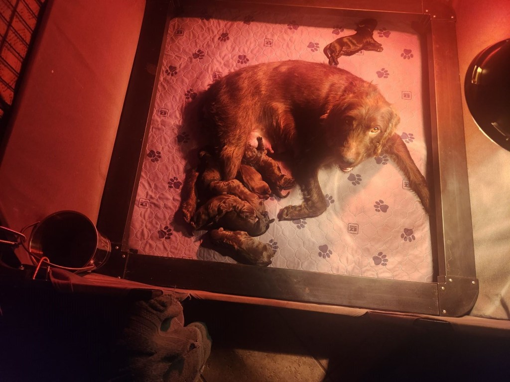 Puppies - Stonesthrow Pudelpointers